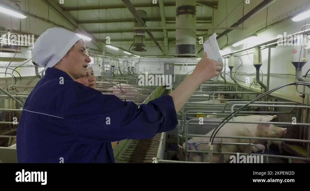 Pig process Stock Videos & Footage - HD and 4K Video Clips - Alamy