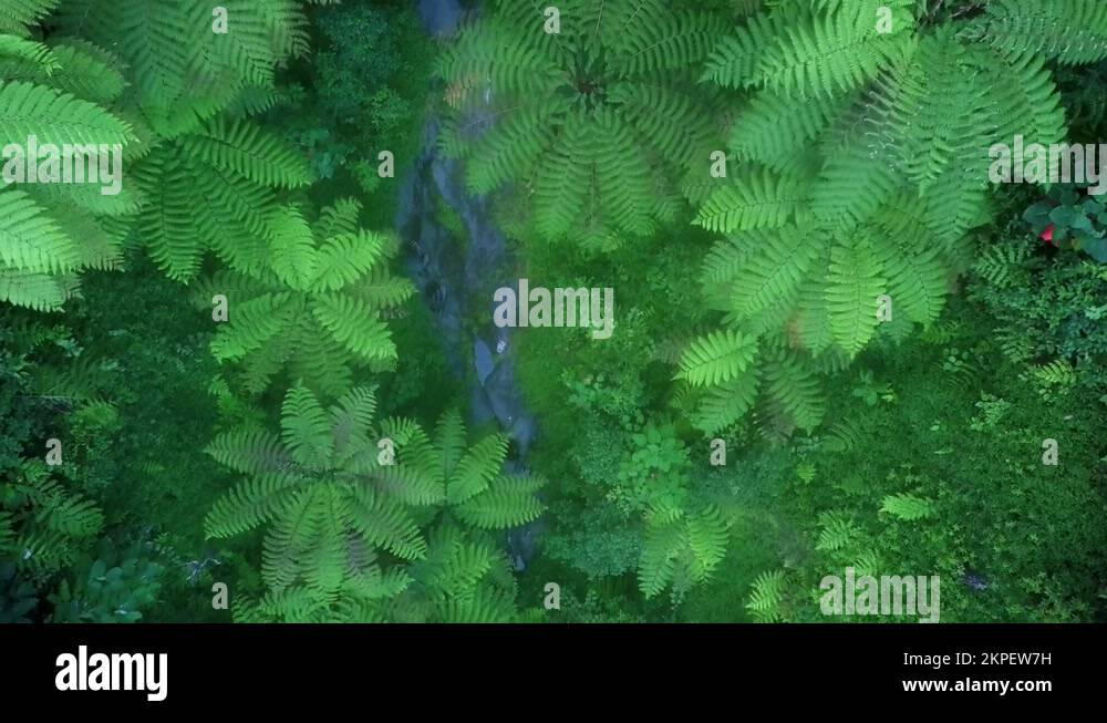 Magical ferns Stock Videos & Footage - HD and 4K Video Clips - Alamy