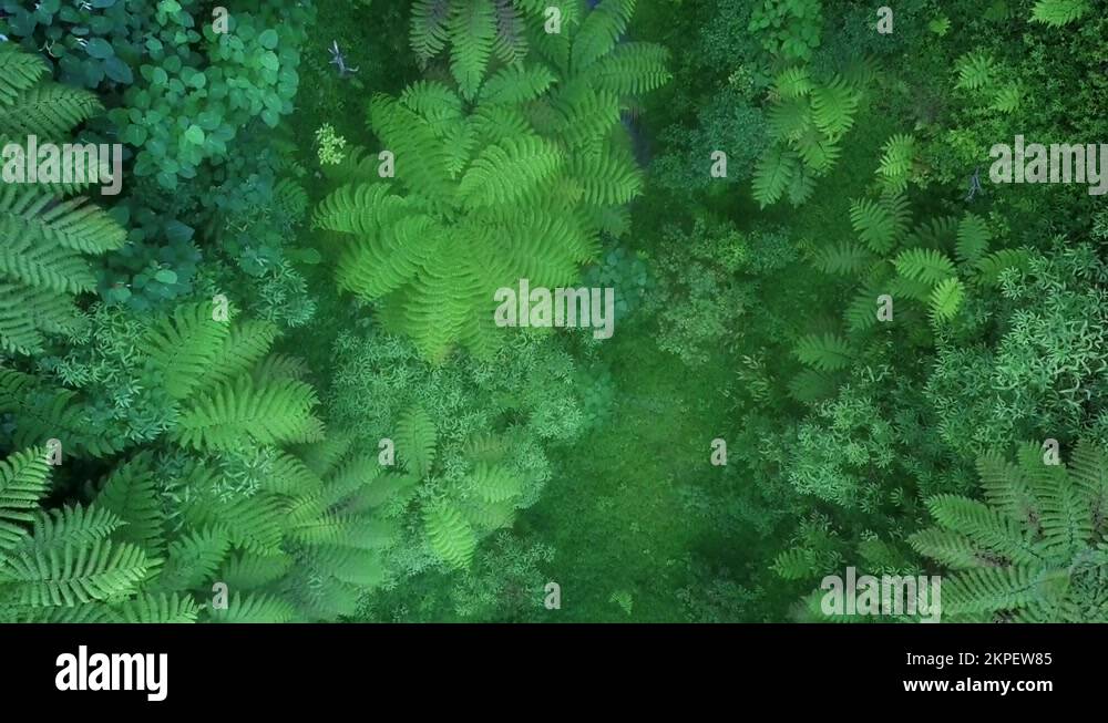 Jungle from above Stock Videos & Footage - HD and 4K Video Clips - Alamy
