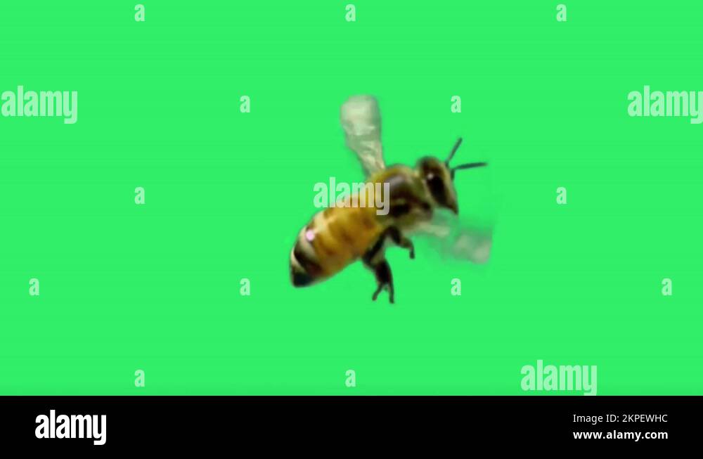 Flying honey bee 4K isolate on green screen background Stock Video ...