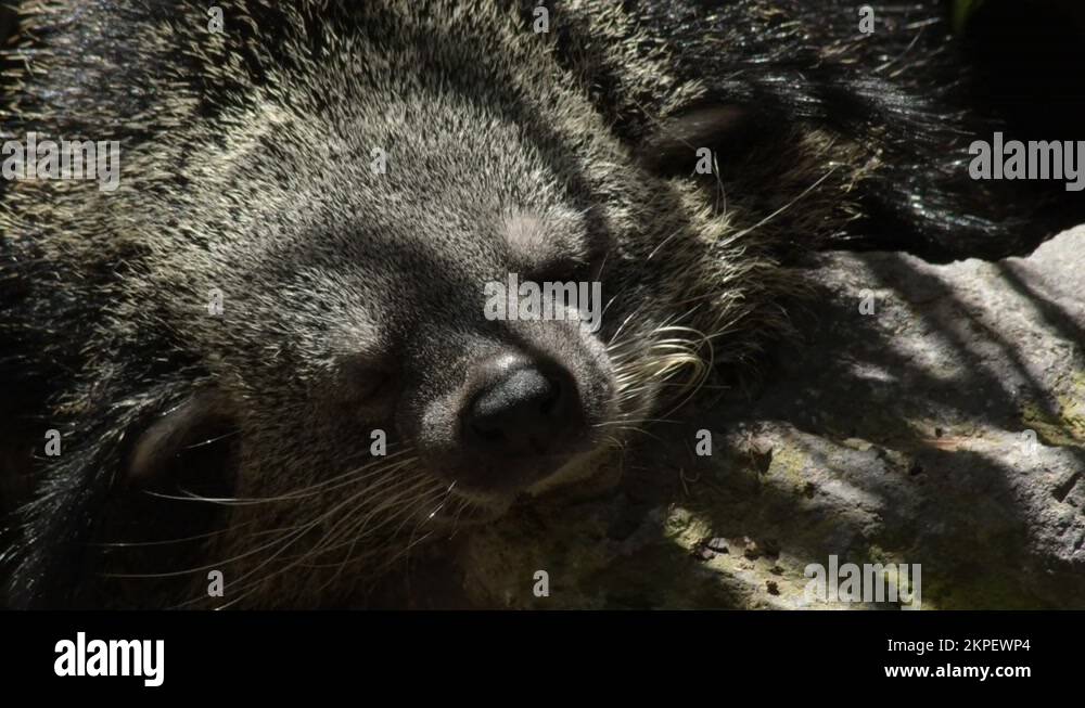 Binturong in a zoo Stock Videos & Footage - HD and 4K Video Clips - Alamy