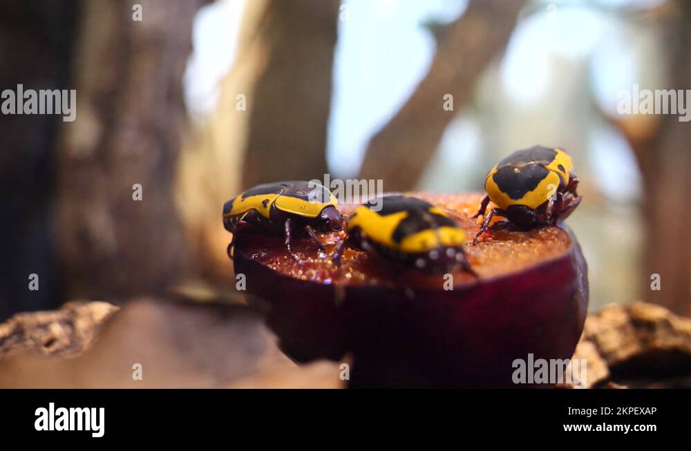 African plum tree Stock Videos & Footage - HD and 4K Video Clips - Alamy