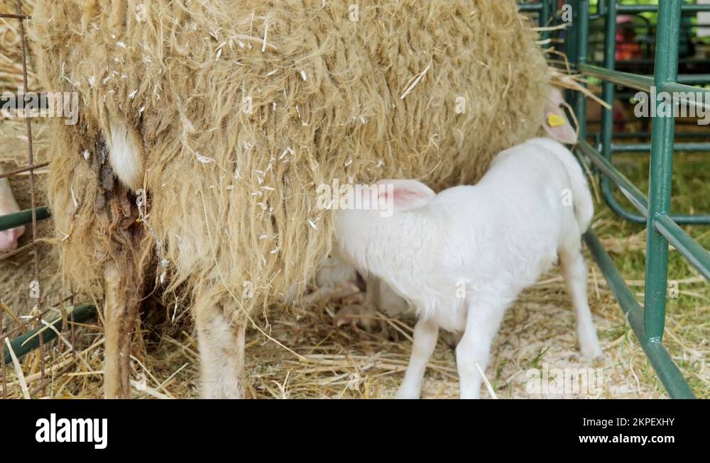 Ewe milk Stock Videos & Footage - HD and 4K Video Clips - Alamy