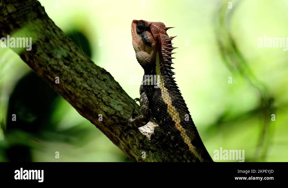 Seen facing to the left as the camera zooms out, Forest Garden Lizard ...