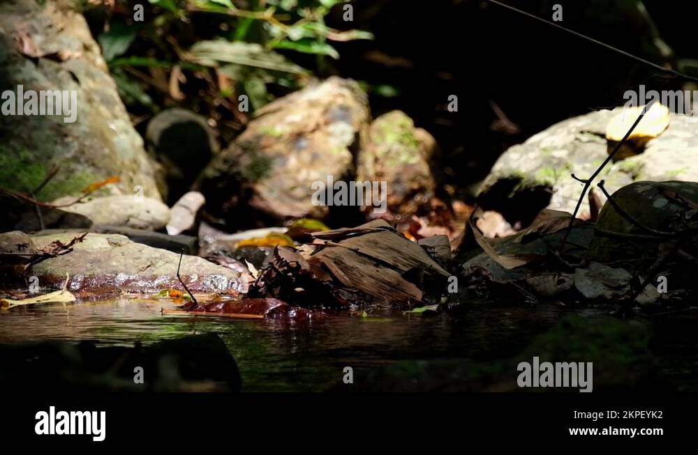 Freshwater insects Stock Videos & Footage - HD and 4K Video Clips - Alamy