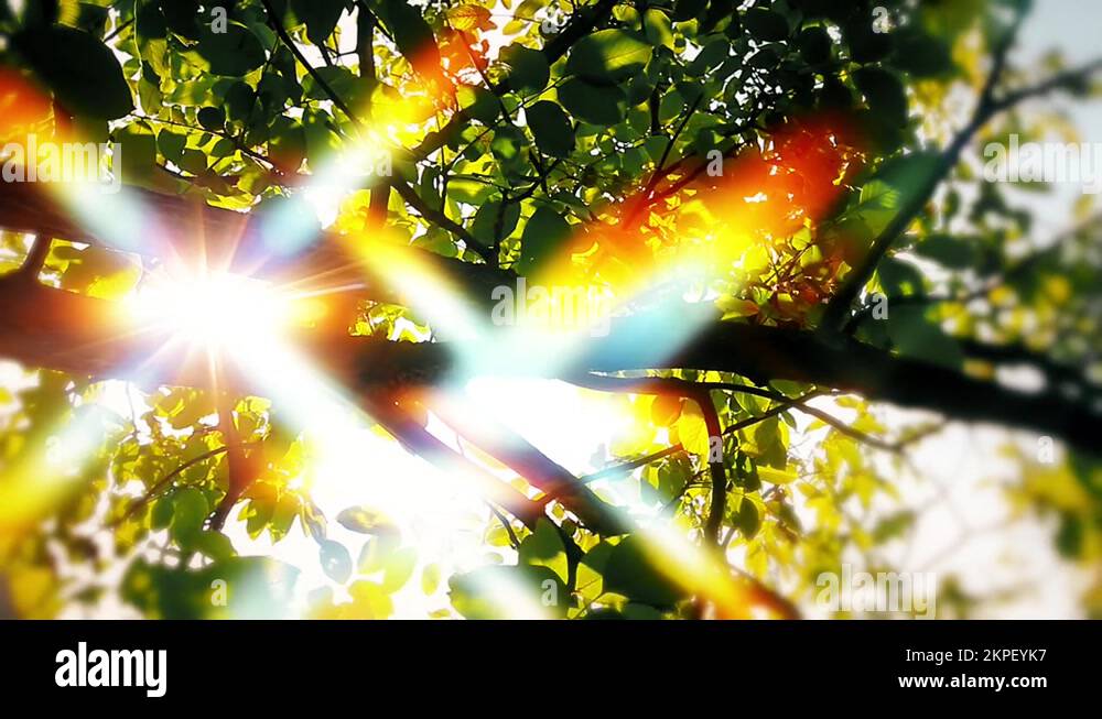 morning in the forest. the sun's rays pass through trees Stock Video ...