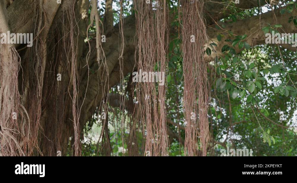 Banyan tree texture Stock Videos & Footage - HD and 4K Video Clips - Alamy