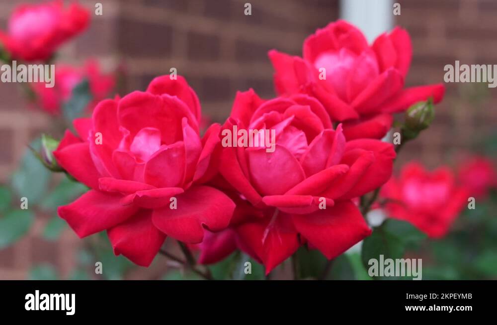 Five pink roses Stock Videos & Footage - HD and 4K Video Clips - Alamy