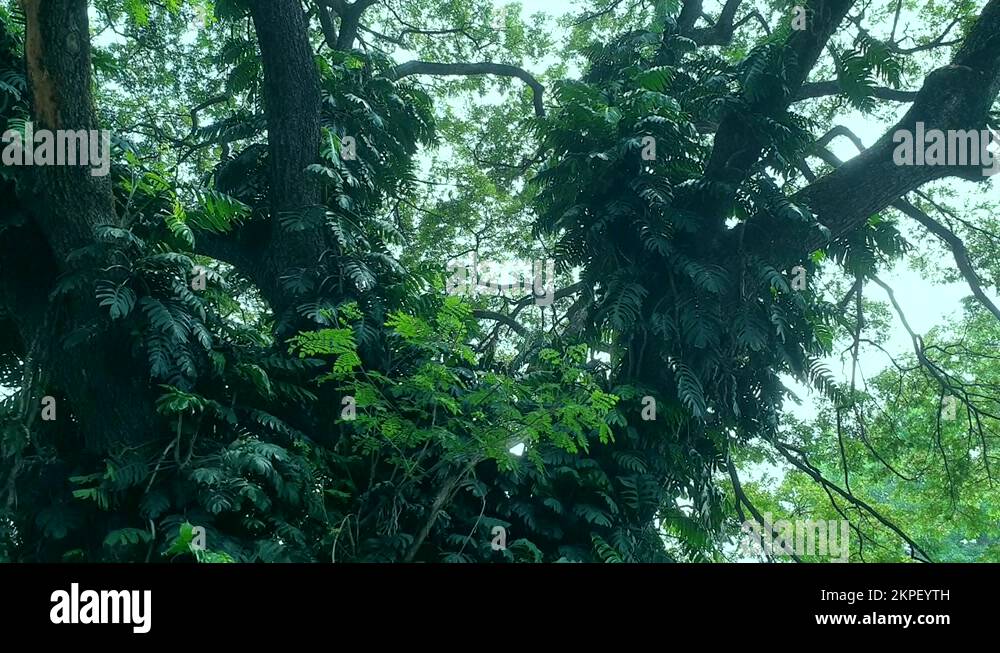 Tropical forest big tree in lush jungle low angle windy summer falling ...