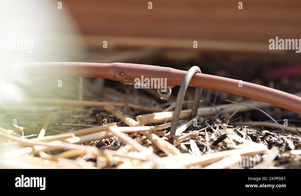 Irrigating a row of crops with a drip line - water droplet falling from ...