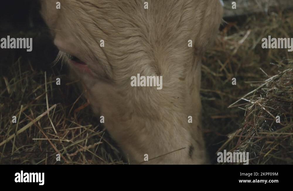 Baby bull Stock Videos & Footage - HD and 4K Video Clips - Alamy