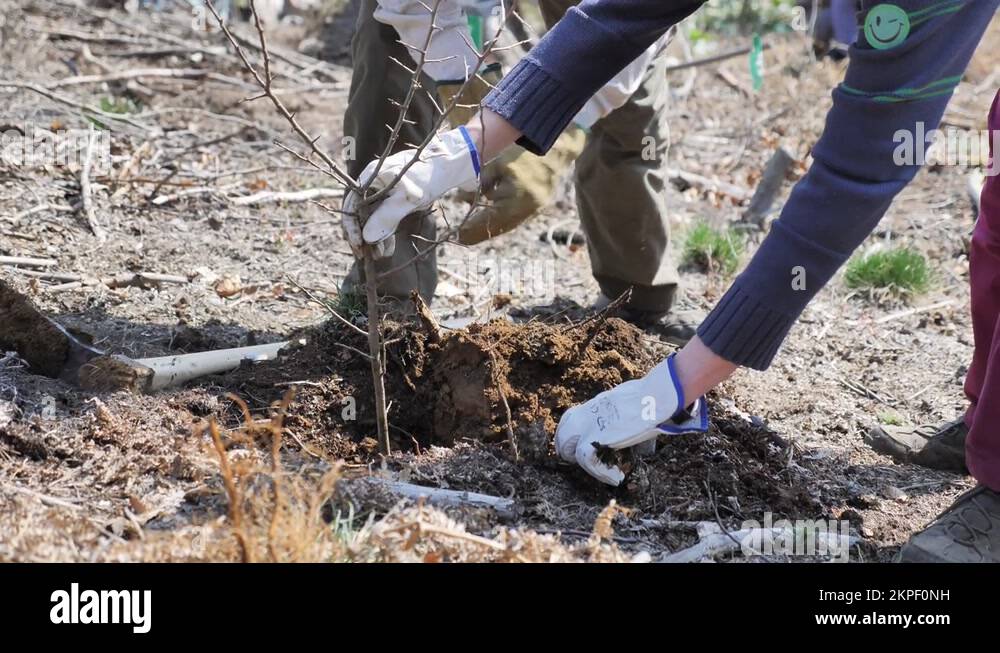 Planting tree process Stock Videos & Footage - HD and 4K Video Clips ...