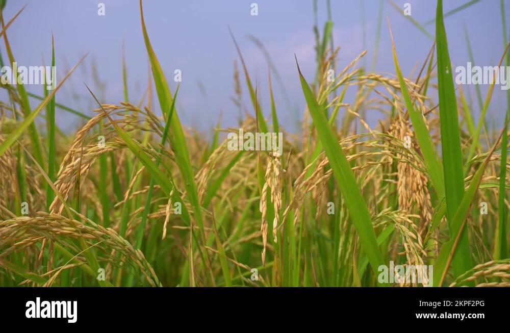 Crop staple Stock Videos & Footage - HD and 4K Video Clips - Alamy