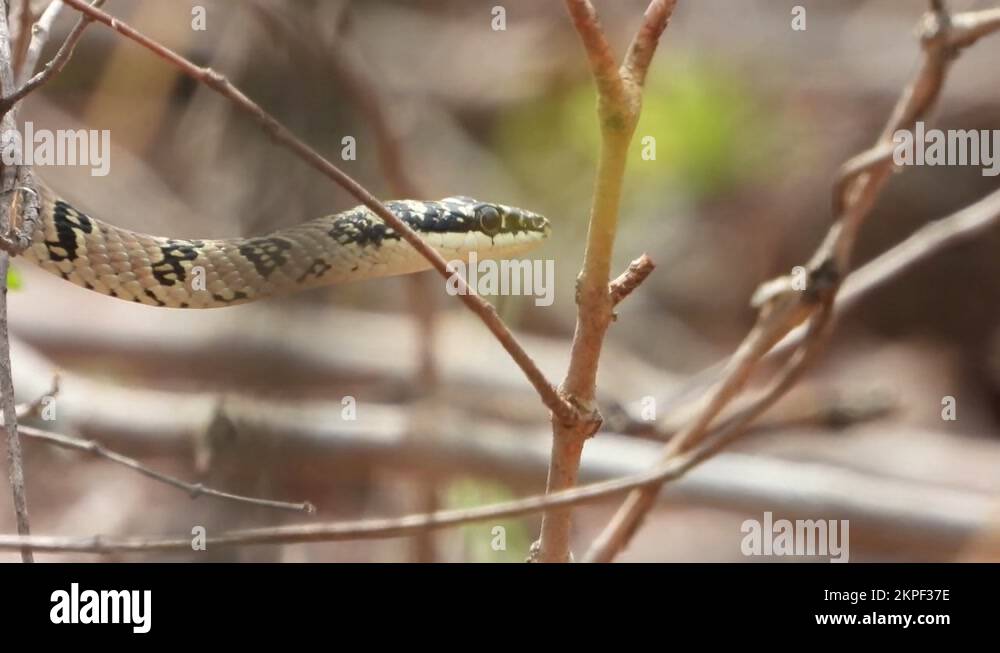 Leopard snakes Stock Videos & Footage - HD and 4K Video Clips - Alamy