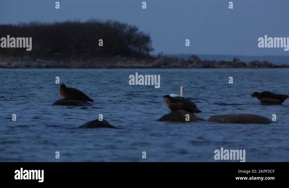 Ringed seals (Pusa hispida) lie on rocks before sunrise in Baltic Sea ...