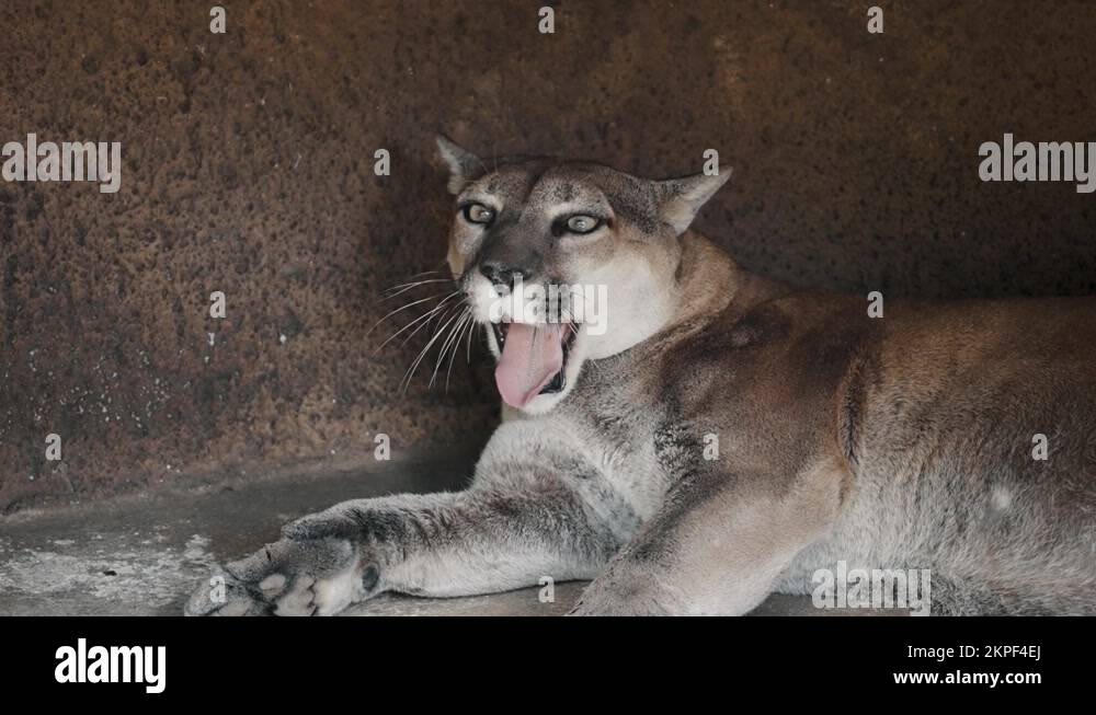 Puma yawning Stock Videos & Footage - HD and 4K Video Clips - Alamy