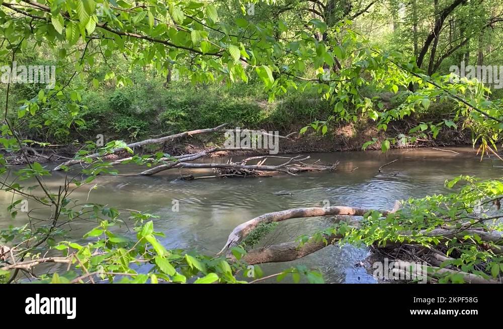 Thriving forest Stock Videos & Footage - HD and 4K Video Clips - Alamy