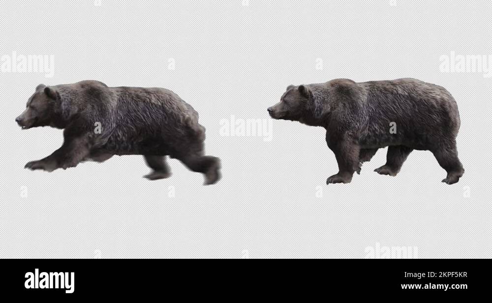 Bear run cycle Stock Videos & Footage - HD and 4K Video Clips - Alamy