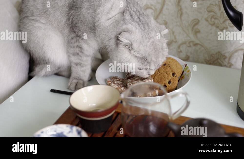 Cat sweets Stock Videos & Footage - HD and 4K Video Clips - Alamy