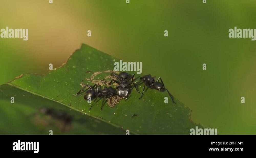 Leaf eating ants Stock Videos & Footage - HD and 4K Video Clips - Alamy
