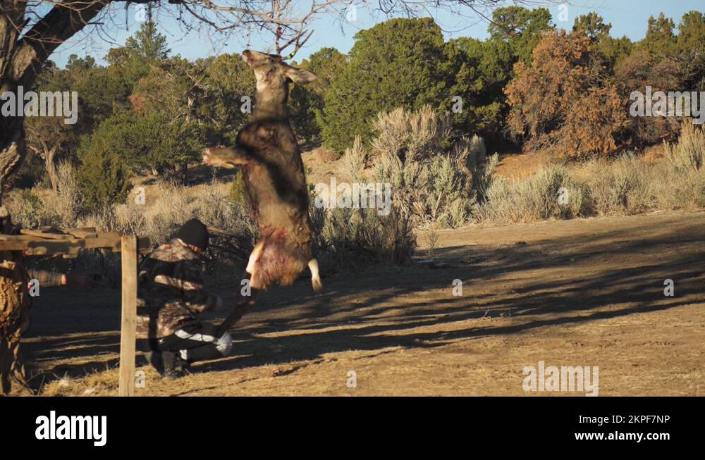 Field Dressing Killed Buck By Cutting Its Legs Off Outdoors In The ...