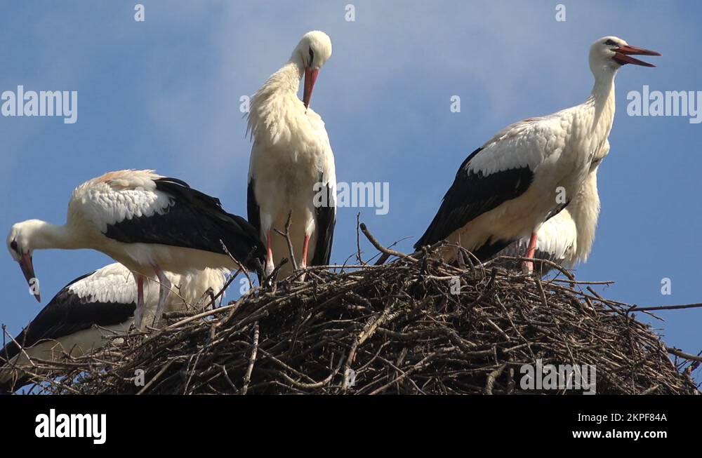 Flock of Storks in Sky, Storks Nest on a Pole, Birds Family Nesting ...