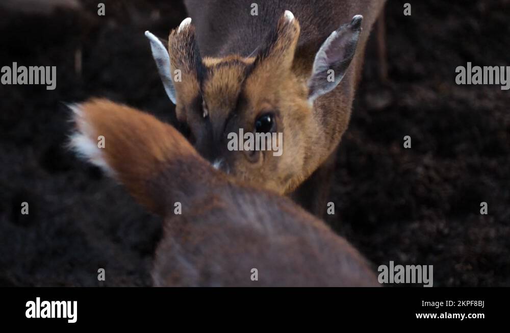 Sensing Sniffing Stock Videos And Footage Hd And 4k Video Clips Alamy