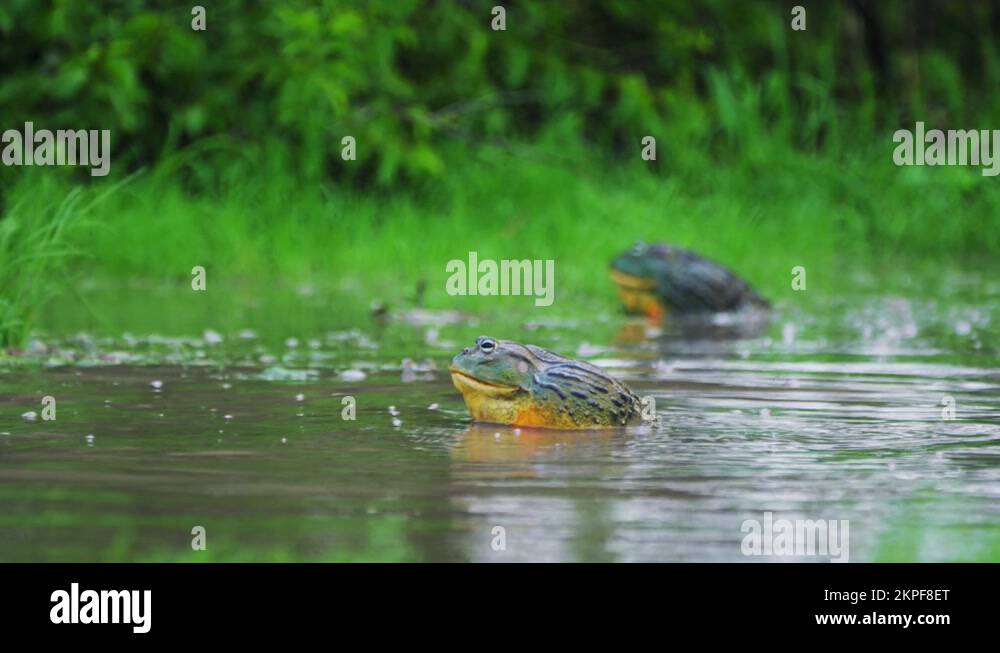Female bullfrog Stock Videos & Footage - HD and 4K Video Clips - Alamy