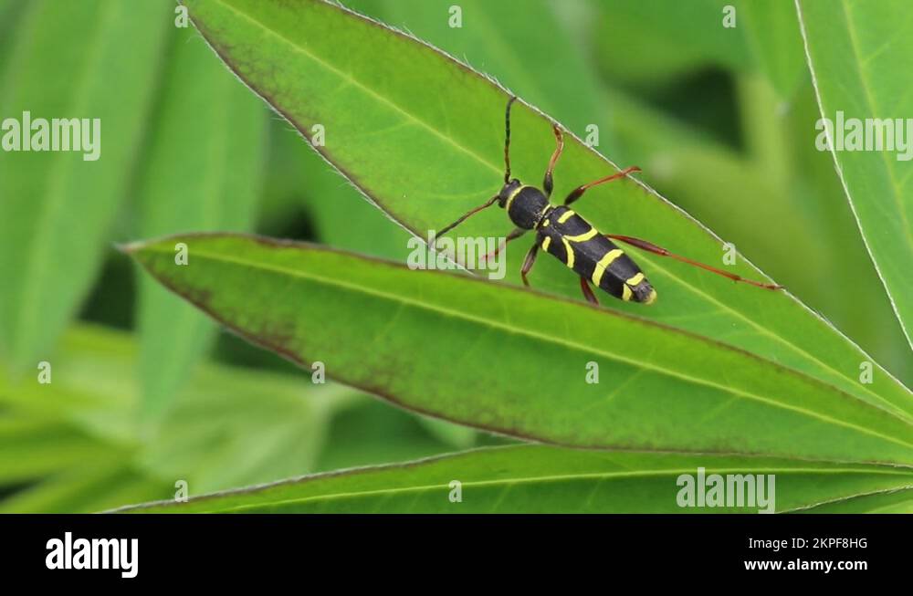 Wasp Beetle, Clytus arietis. A small harmless beetle whose colours ...