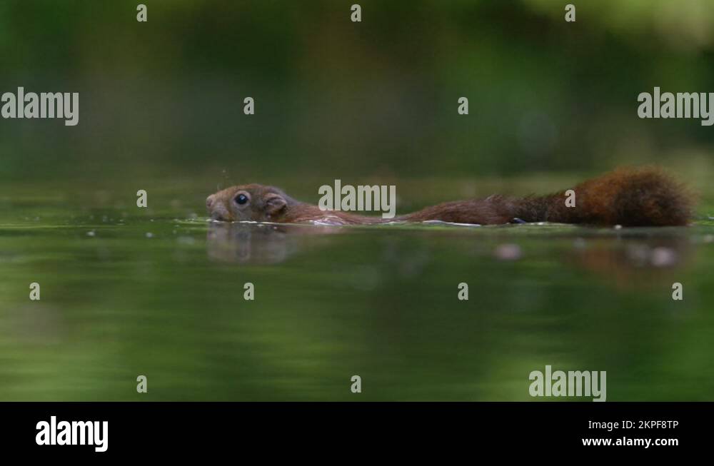 Squirrel swimming Stock Videos & Footage - HD and 4K Video Clips - Alamy