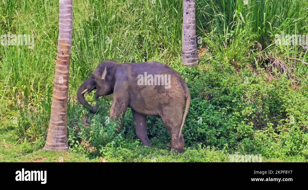 Elephant eats in nature Stock Videos & Footage - HD and 4K Video Clips ...