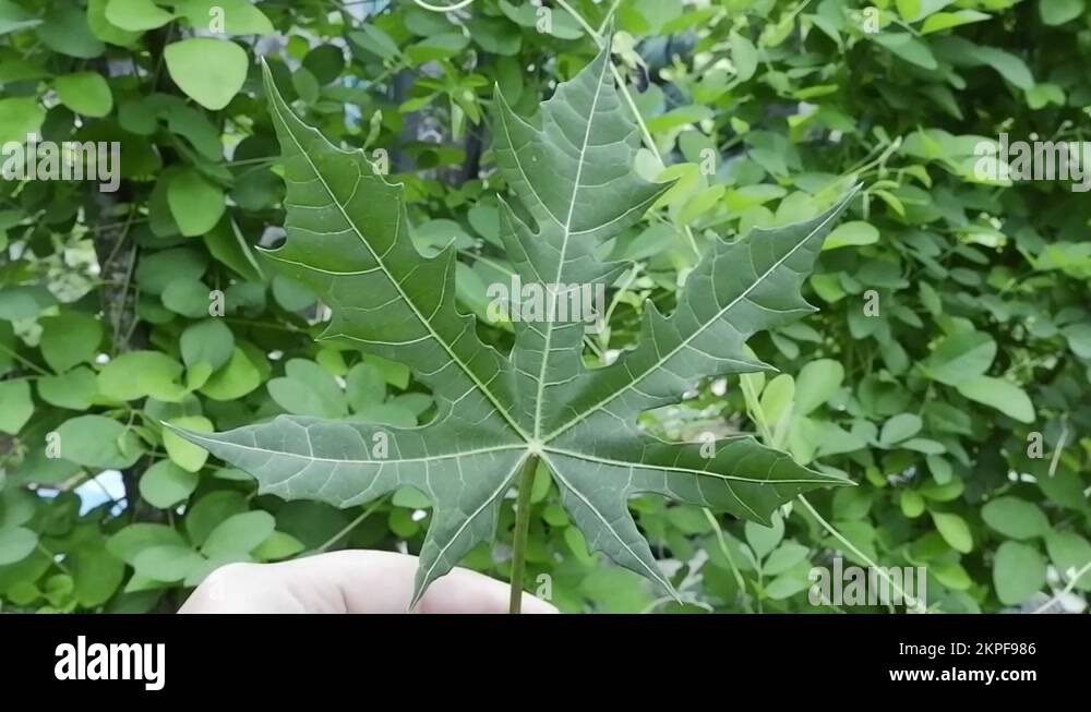 Cassava plant Stock Videos & Footage - HD and 4K Video Clips - Alamy