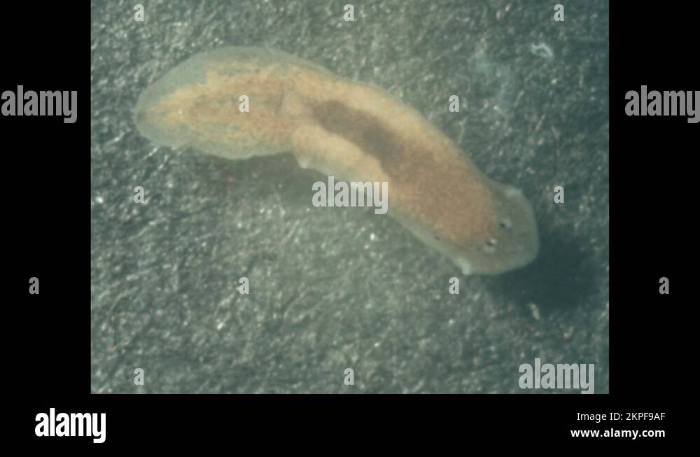 1960s: planarian parasite flatworm under microscope Stock Video Footage ...