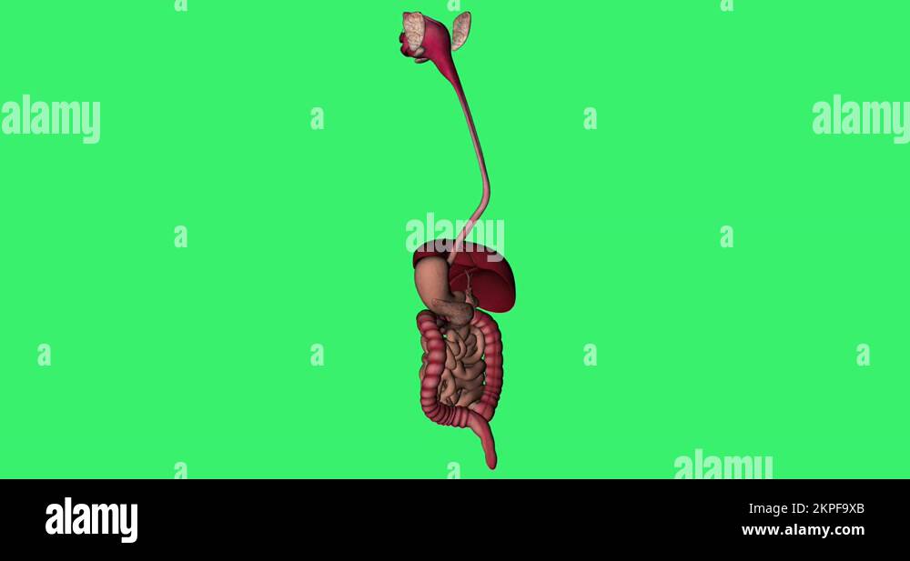 Human Digestive System Animation in Rotation on Chroma Green Background ...
