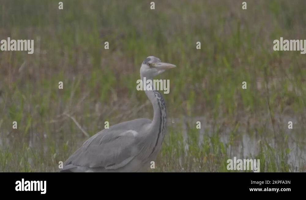 Moor bird Stock Videos & Footage - HD and 4K Video Clips - Alamy