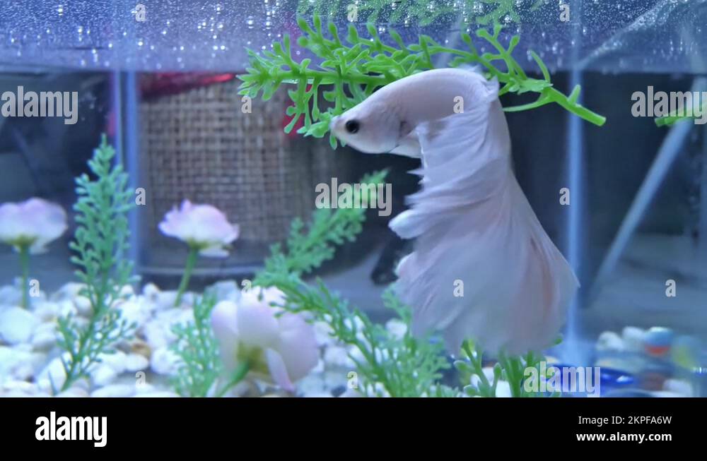 Typical single betta fish in an aquarium. Often called "fighting fish ...