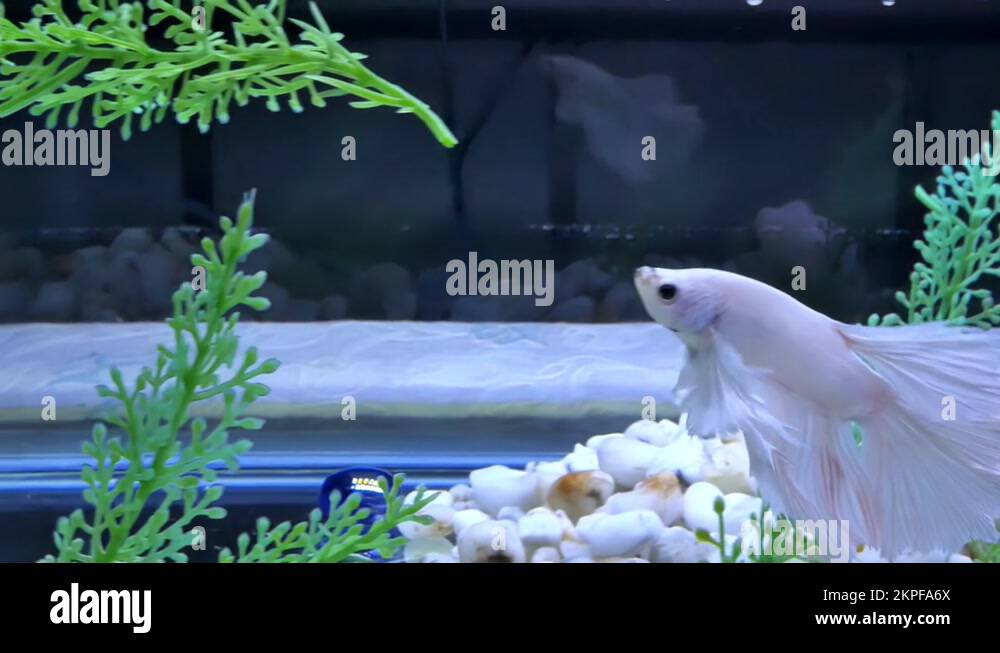 Typical single betta fish in an aquarium. Often called "fighting fish ...