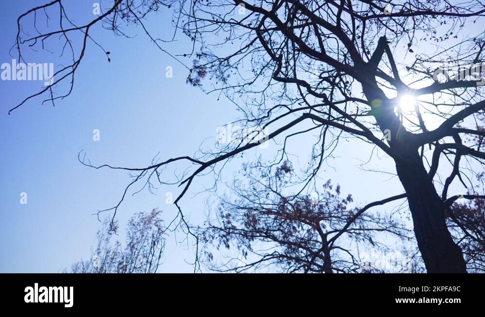 Dead black branches of burnt out trees after dangerous wildfire in ...
