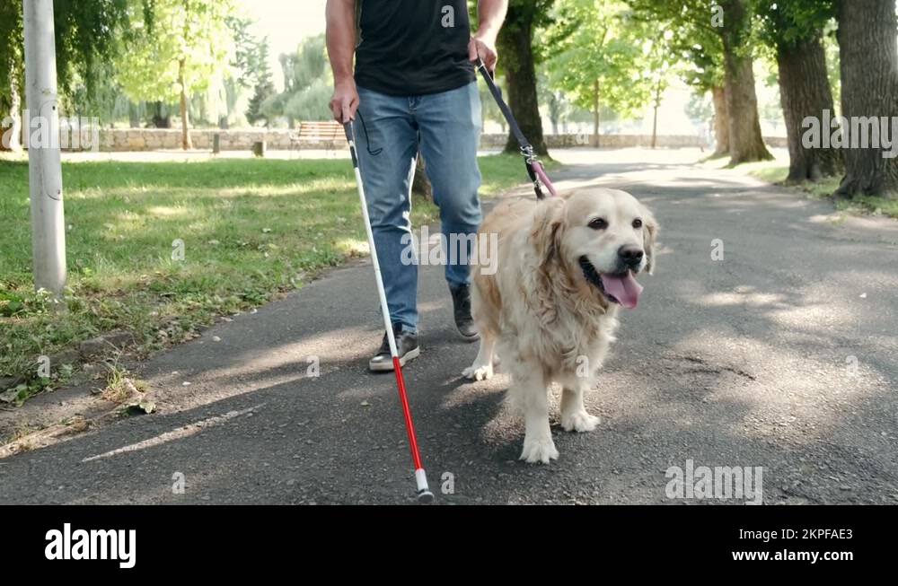 Blind man guide dog Stock Videos & Footage - HD and 4K Video Clips - Alamy