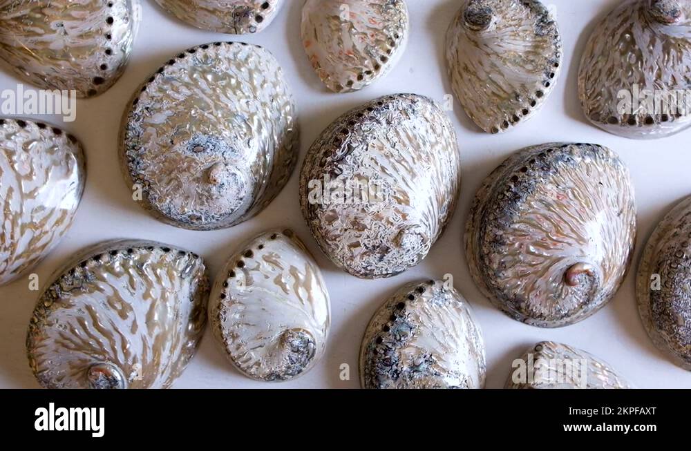 South african shells Stock Videos & Footage - HD and 4K Video Clips - Alamy