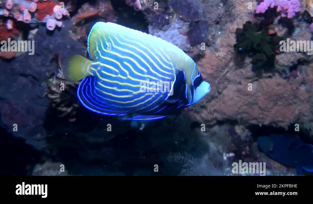 "Adolescent" Emperor Angelfish (Pomacanthus imperator) - Philippines ...