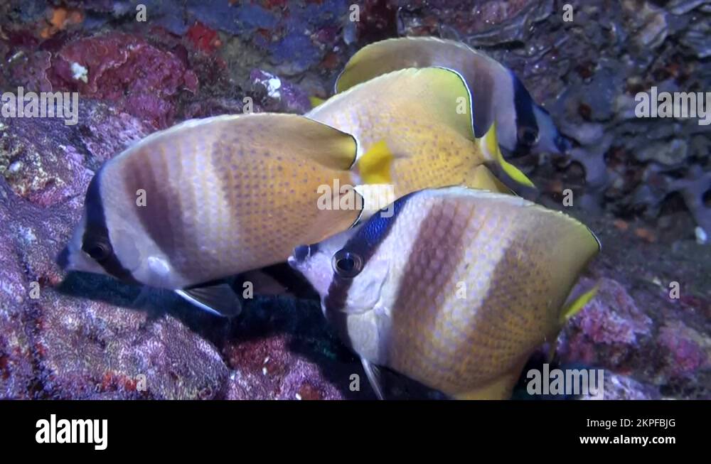 Sunburst Butterflyfish (Chaetodon kleinii) Feeding Frenzy on Sergeant ...