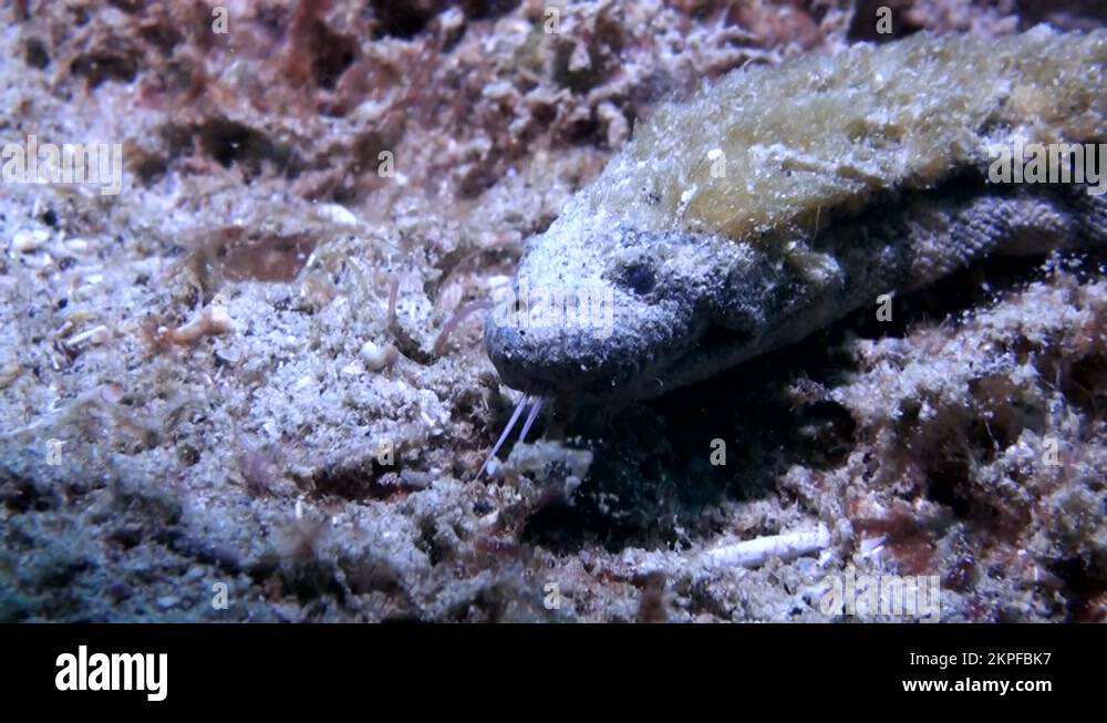 Little file snake Stock Videos & Footage - HD and 4K Video Clips - Alamy