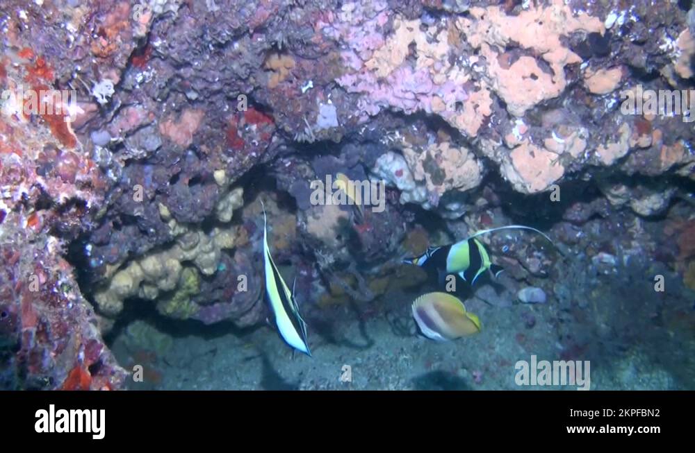 Diving idols Stock Videos & Footage - HD and 4K Video Clips - Alamy