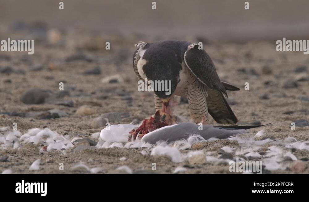 Predator prey Stock Videos & Footage - HD and 4K Video Clips - Alamy