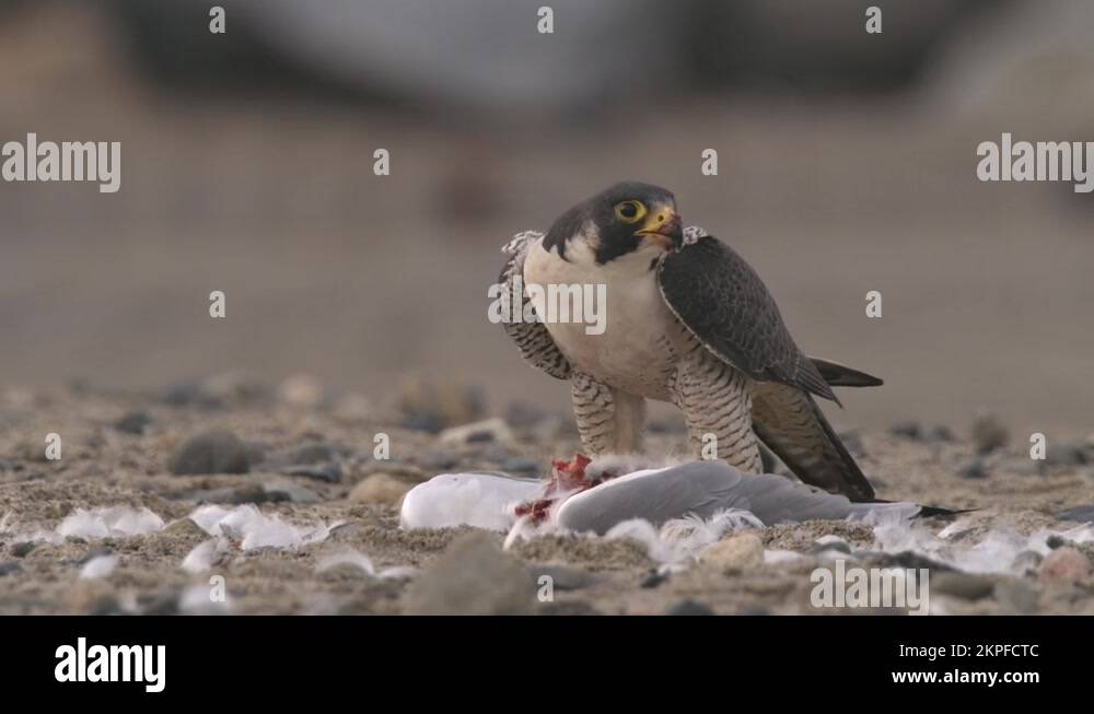 Peregrine falcon eating bird Stock Videos & Footage - HD and 4K Video ...