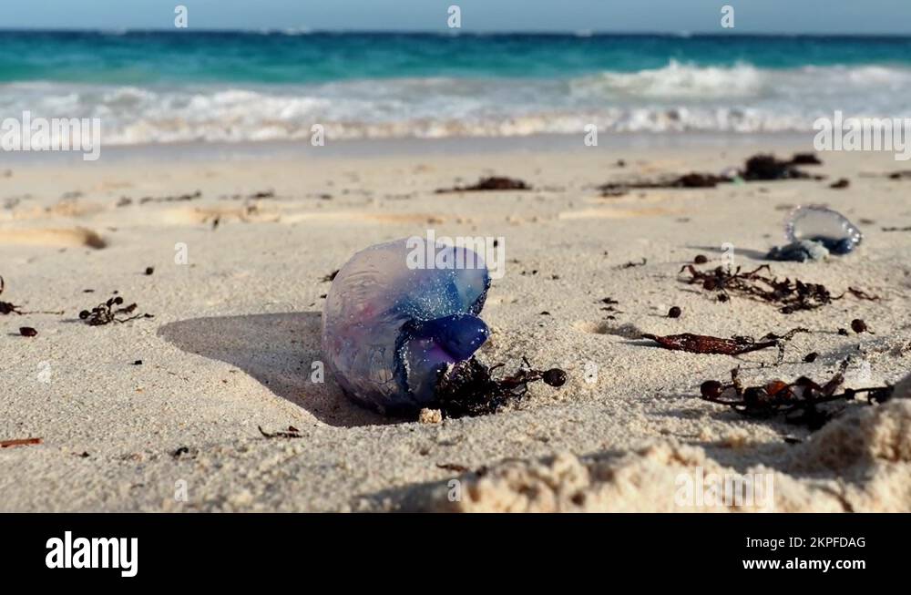 Portuguese man o' war physalia physalis Stock Videos & Footage - HD and ...