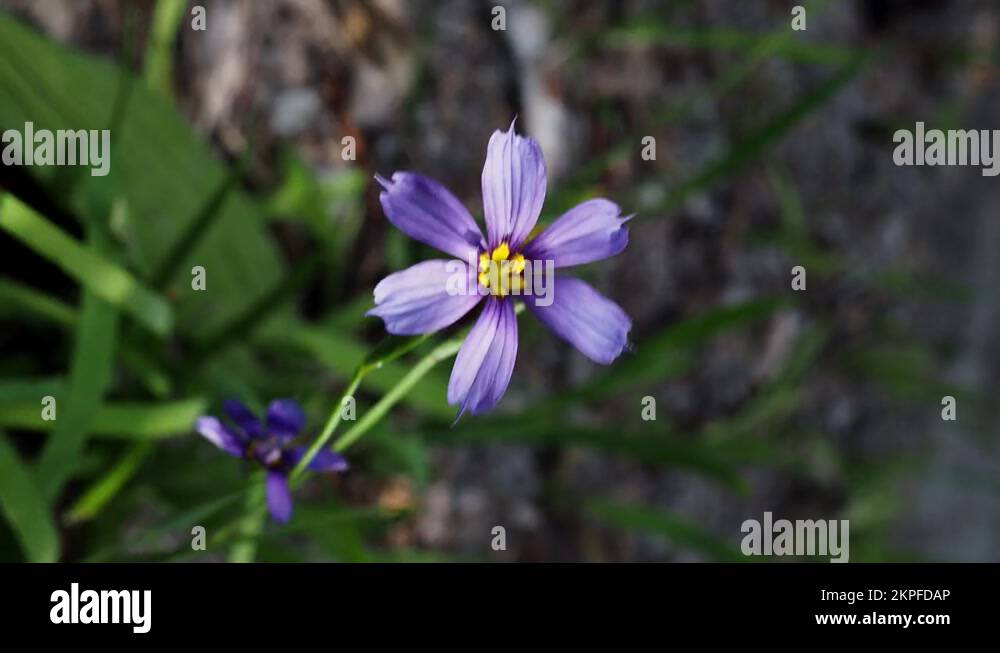 The Bermudiana (Sisyrinchium bermudiana), Bermuda's national flower, is ...