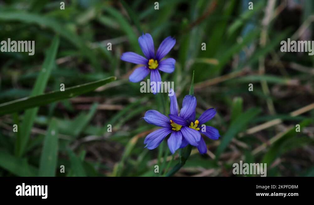 The Bermudiana (Sisyrinchium bermudiana), Bermuda's national flower, is ...