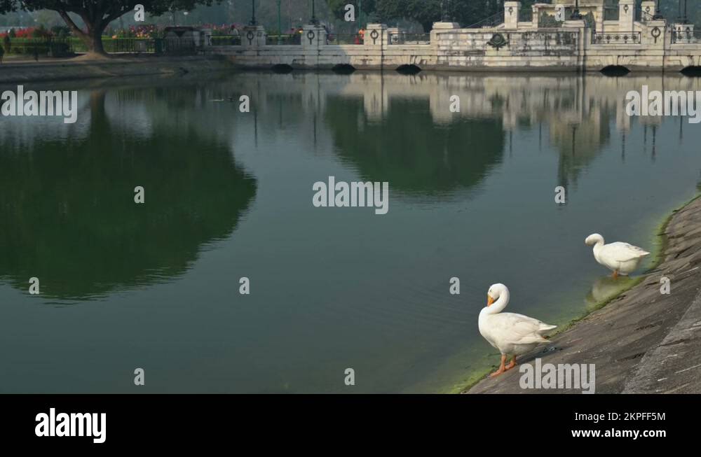 Cygnus genus Stock Videos & Footage - HD and 4K Video Clips - Alamy